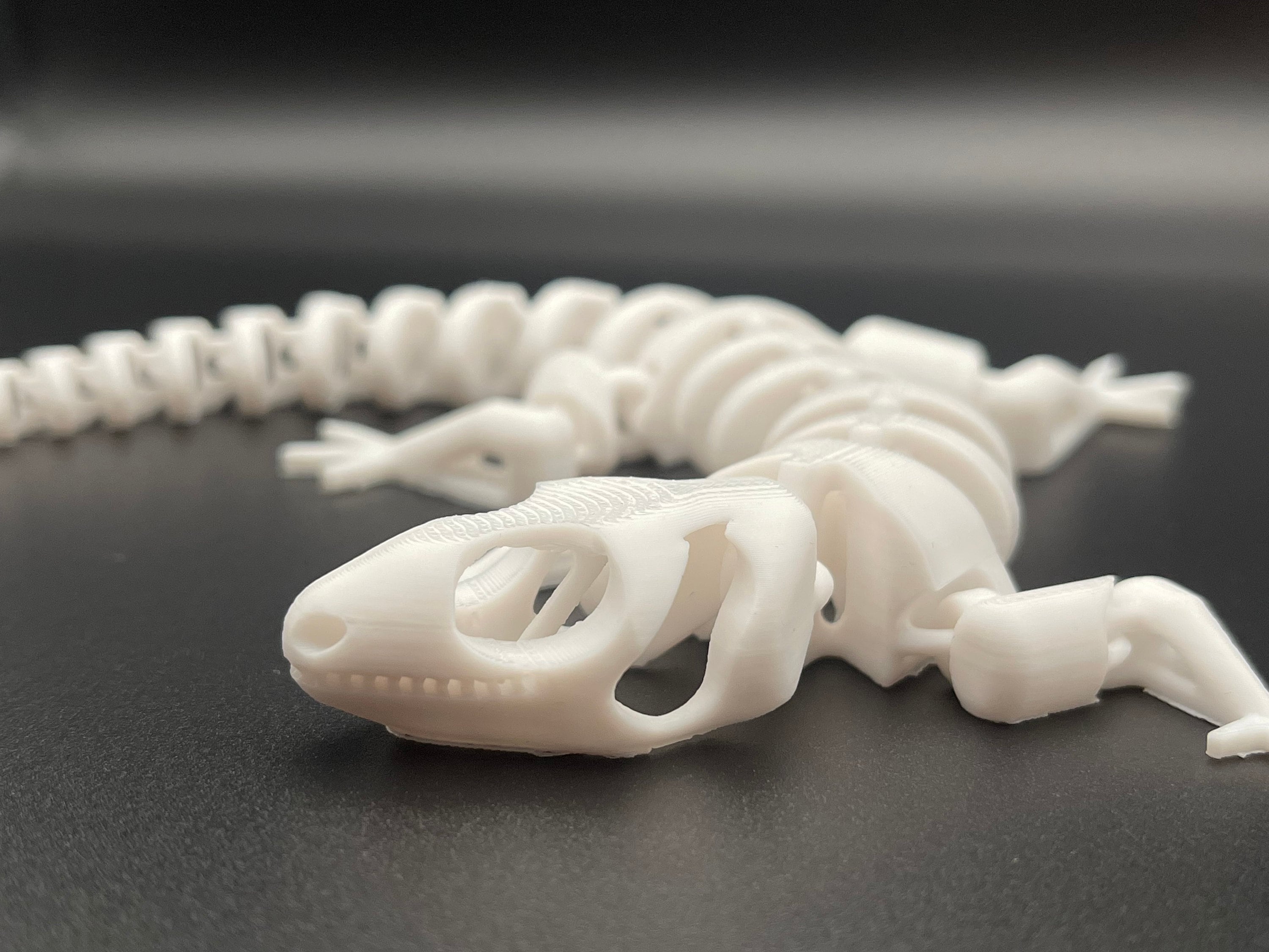 Legless Lizard Skeleton