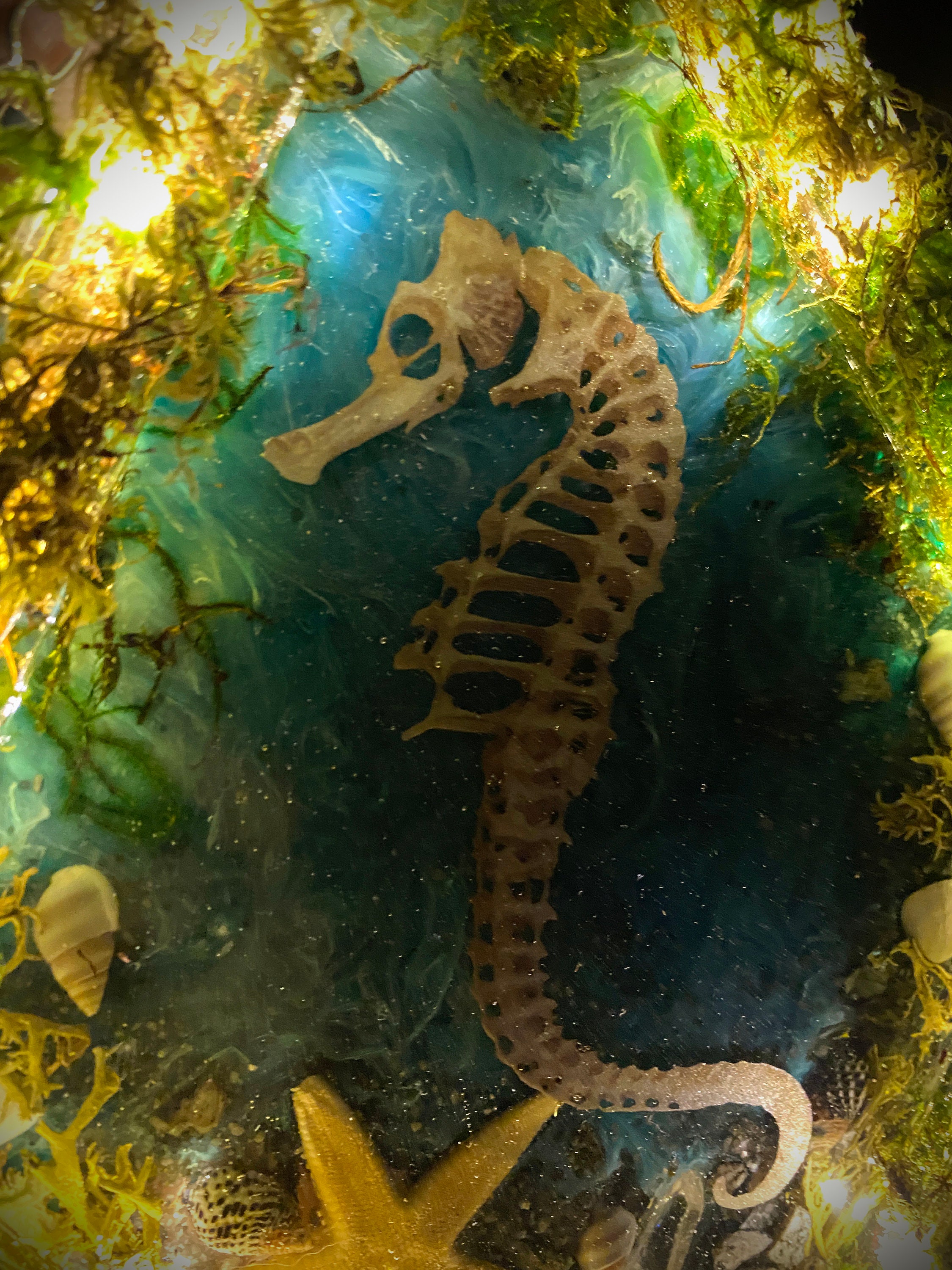 Seahorse Skeleton Ocean Scene Starfish and Seashells Hand Made Resin ...