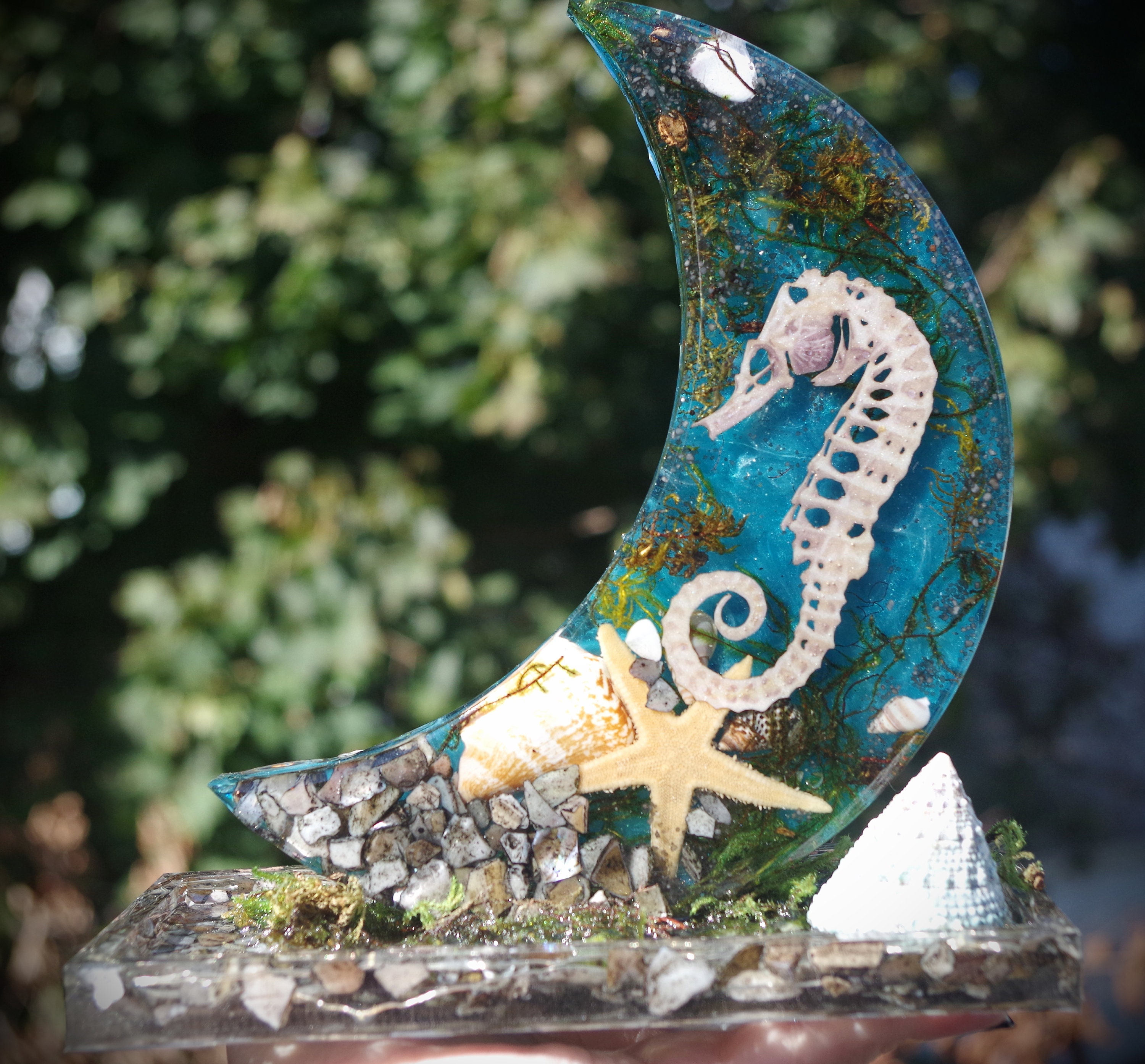Macabre Seahorse Skeleton Ocean Scene Starfish and Seashells Hand Made ...