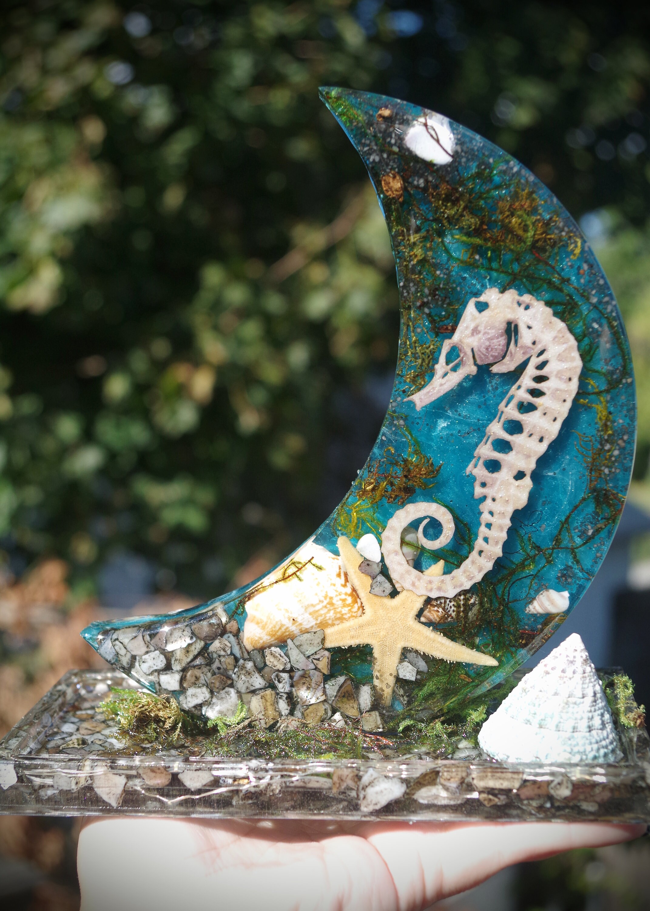 Macabre Seahorse Skeleton Ocean Scene Starfish and Seashells Hand Made ...