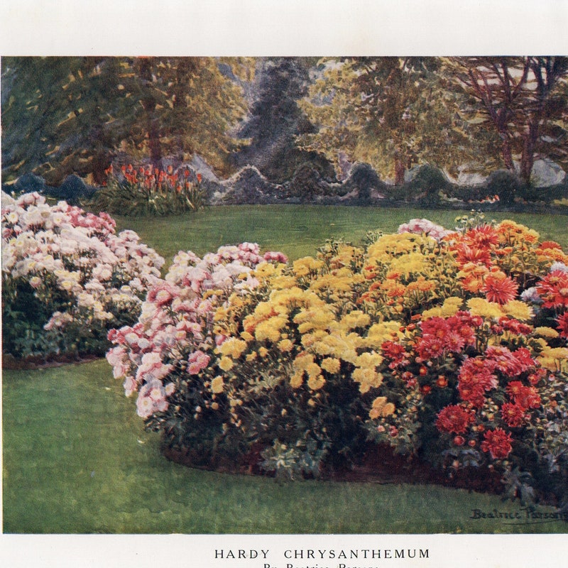 Lithograph Chrysanthemum - Etsy UK