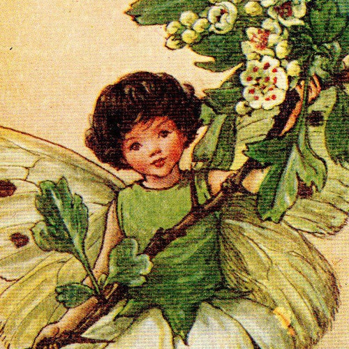 Flower Fairies: the MAY FAIRY Vintage Print C1930 by Cicely - Etsy