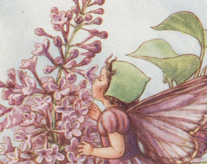 Flower Fairies: THE LILAC FAIRY Vintage Print C1930 by Cicely | Etsy