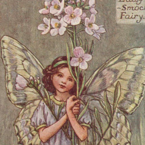Flower Fairies: the LADY'S SMOCK FAIRY Vintage Print C1930 | Etsy