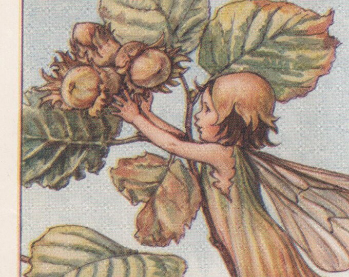 Flower Fairies: the HAZEL-NUT FAIRY Vintage Print C1930 by Cicely Mary ...