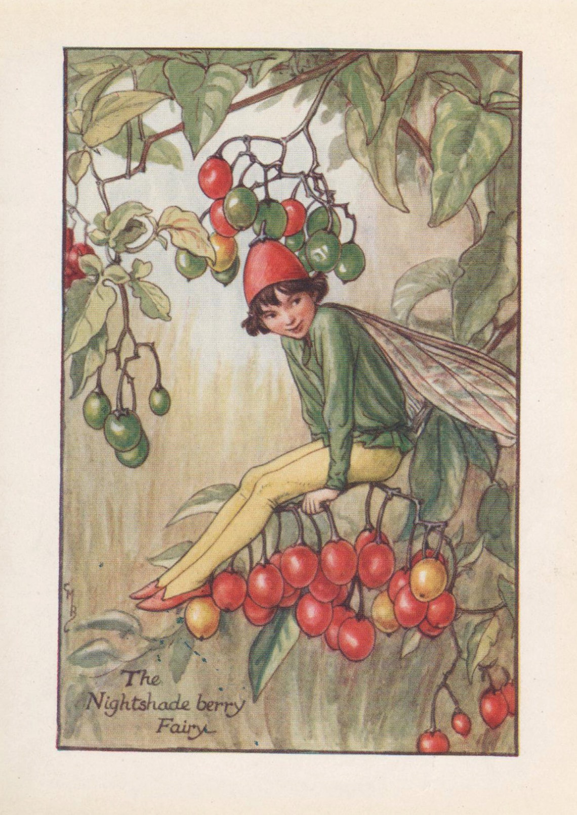 Flower Fairies: the NIGHTSHADE BERRY FAIRY Vintage Print C1930 by ...