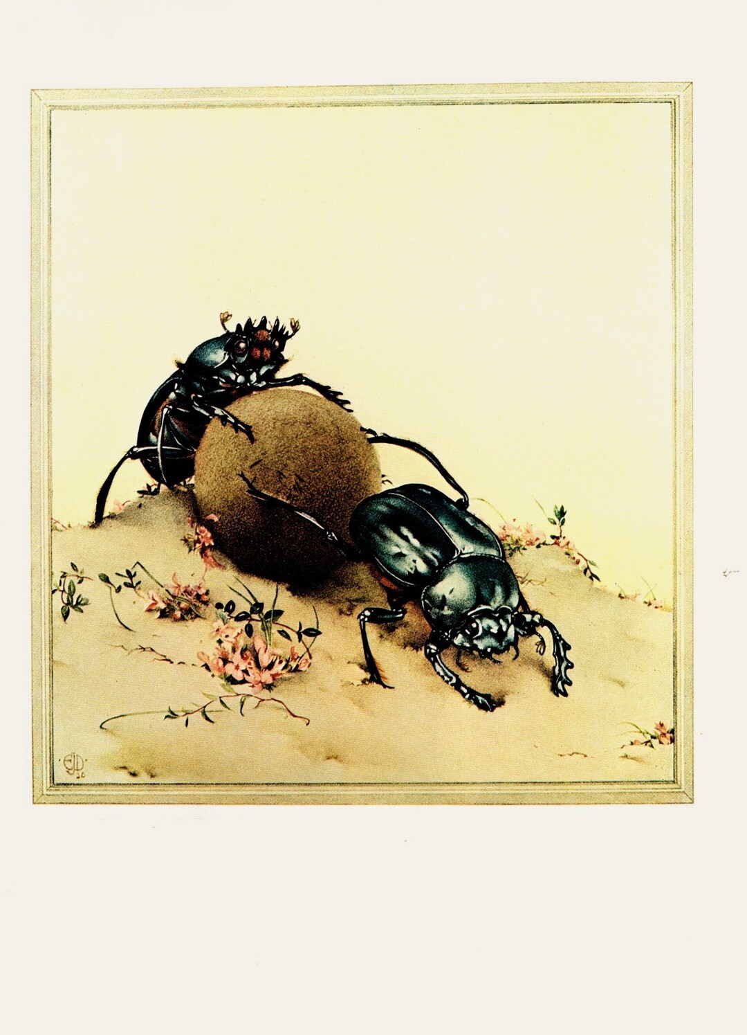 Edward Julius DETMOLD Authentic Vintage Art Print "the SACRED BEETLE ...