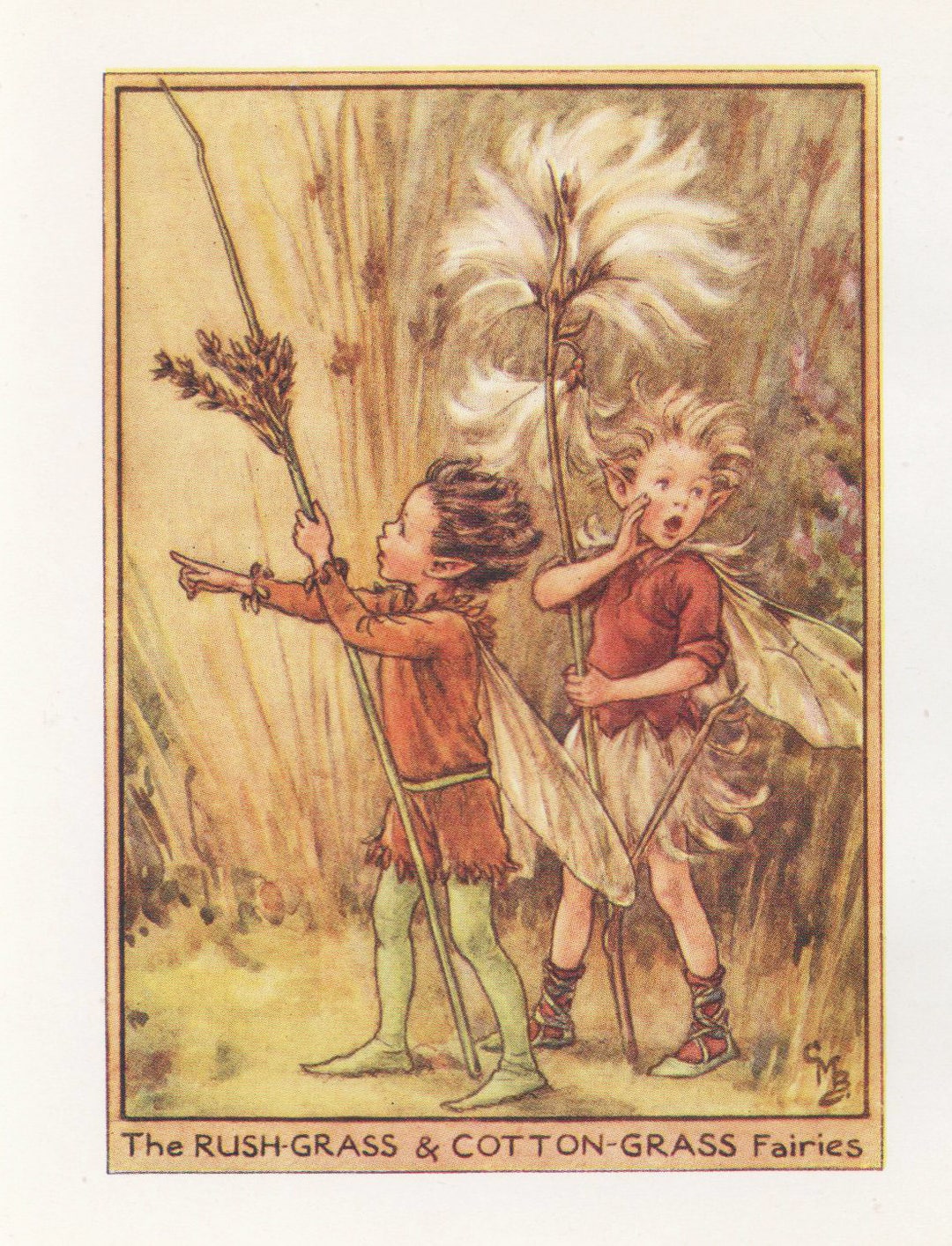 Flower Fairies: the RUSH-GRASS and Cotton-grass FAIRIES Vintage Print ...