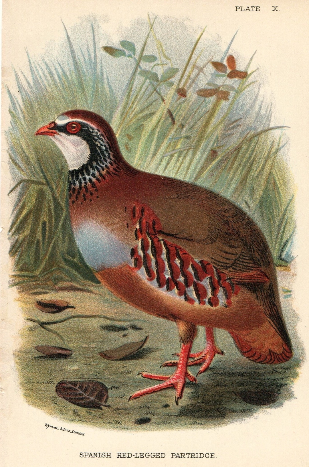 Spanish RED-LEGGED PARTRIDGE Game Bird 1896 Rare Antique Bird Print ...