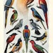 1920 Original Antique BIRD Double-sided Art Print ARTHUR MEE - Etsy