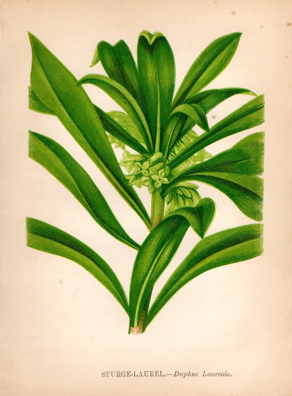 Original 1860 Victorian Flower Plant Print Botanical | Etsy