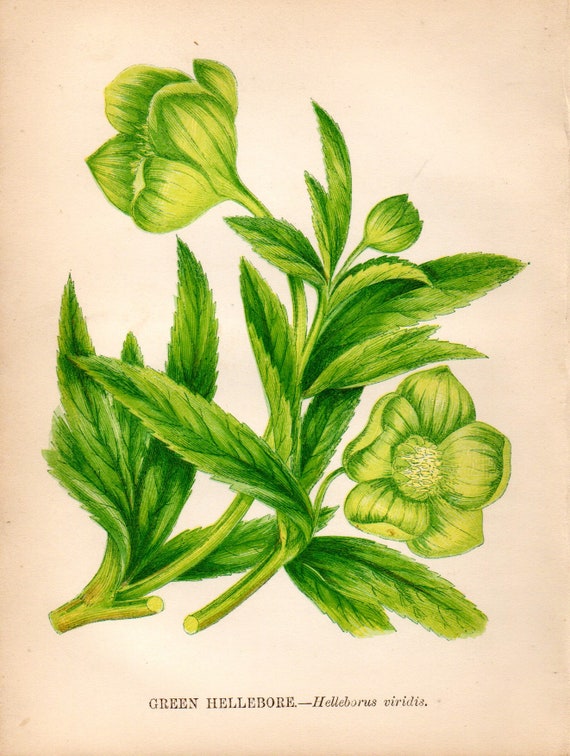 Original 1860 Victorian Flower Plant Print Botanical | Etsy