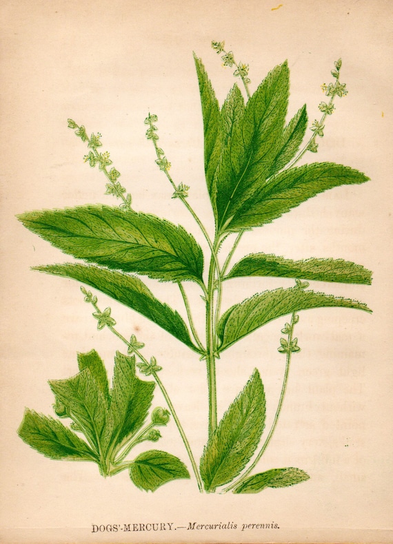 Original 1860 Victorian Flower Plant Print Botanical | Etsy