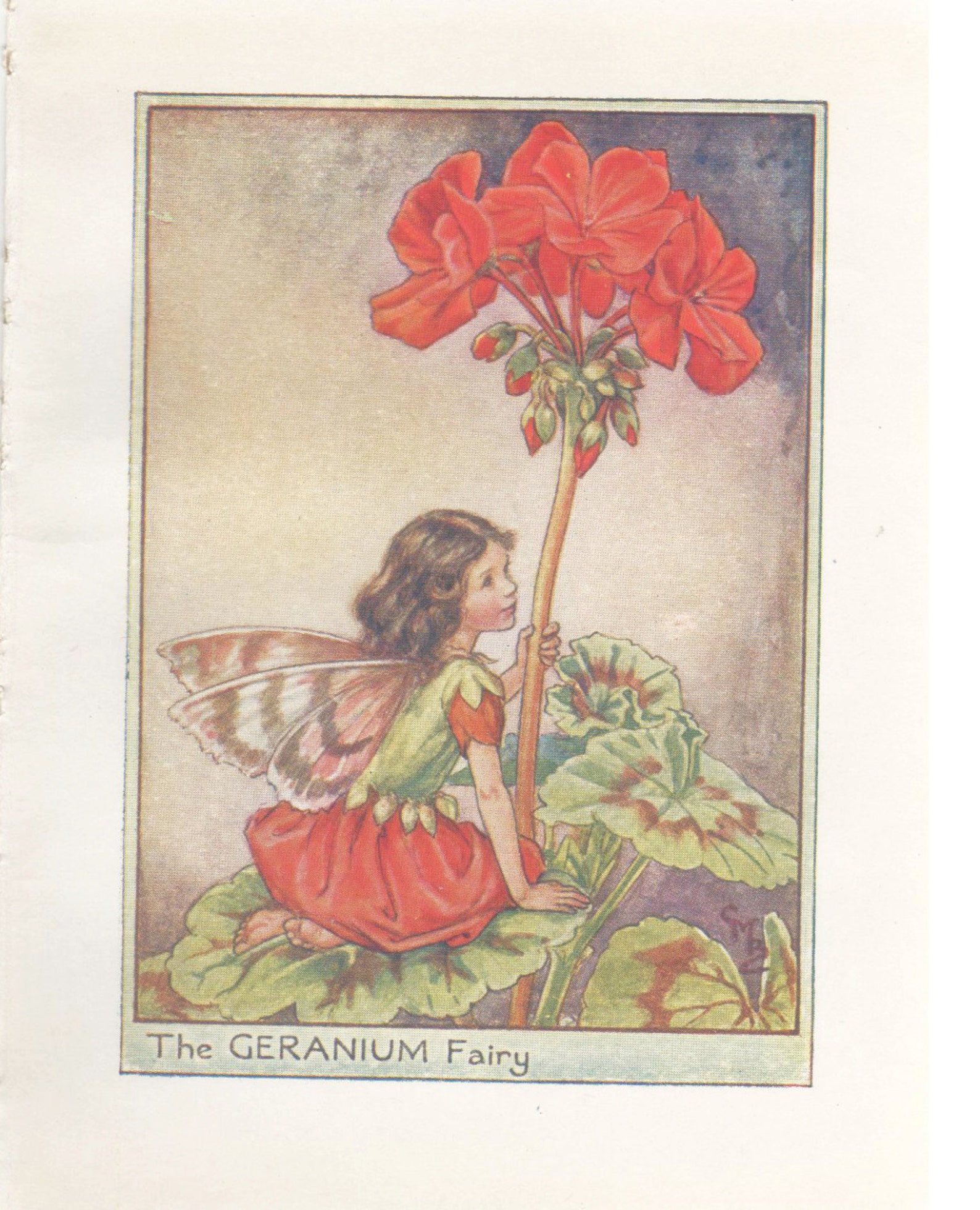 Flower Fairies: the GERANIUM FAIRY Vintage Print C1930 by - Etsy Denmark
