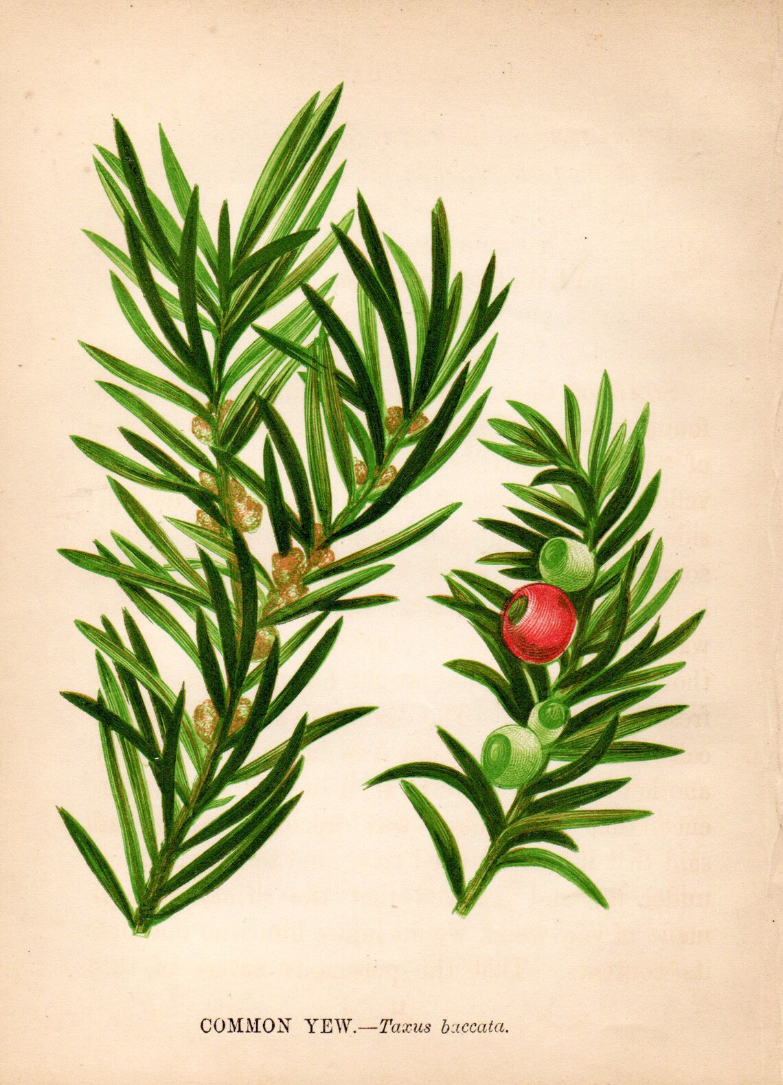 Original 1860 Victorian Flower Plant Print Botanical - Etsy