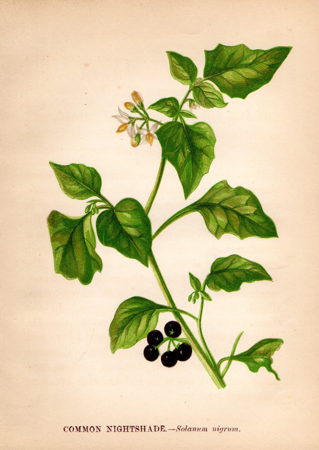 Original 1860 Victorian Flower Plant Print Botanical Chromolithograph ...