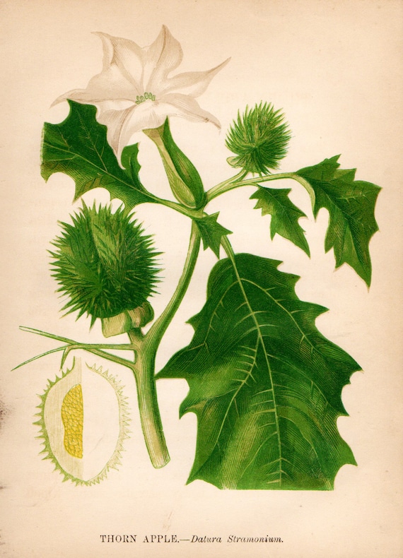 Original 1860 Victorian Flower Plant Print Botanical | Etsy