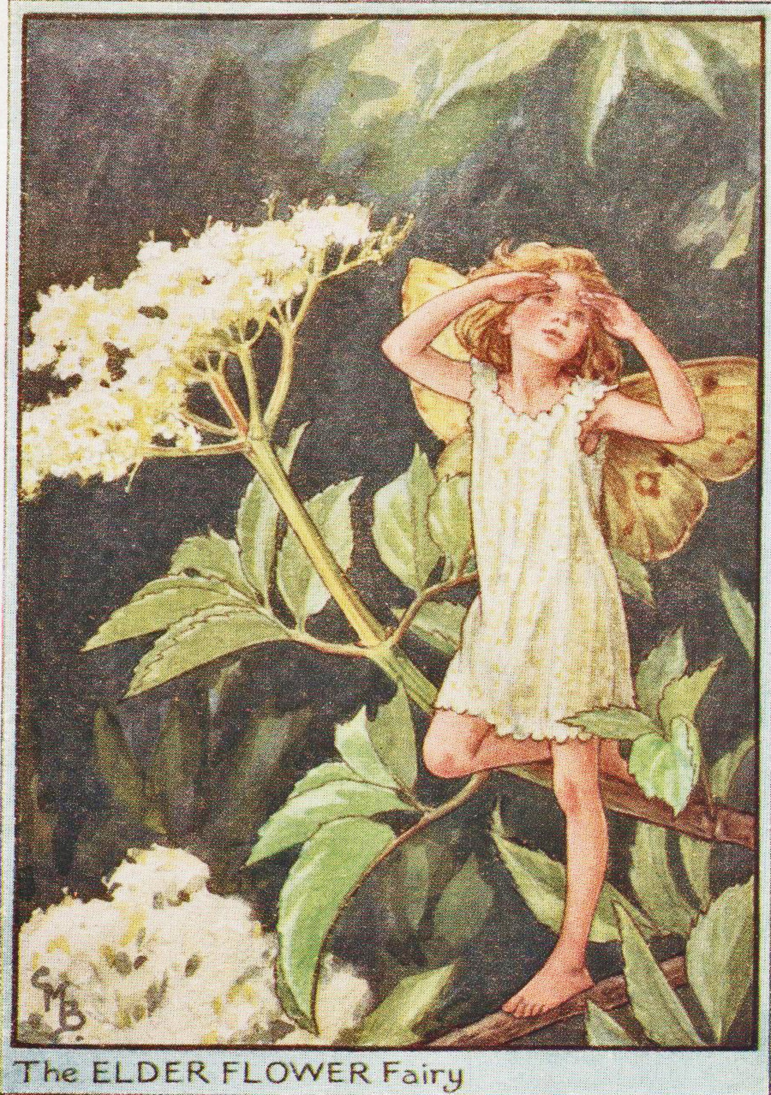 Flower Fairies: the ELDER FLOWER FAIRY Vintage Print C1930 by Cicely ...