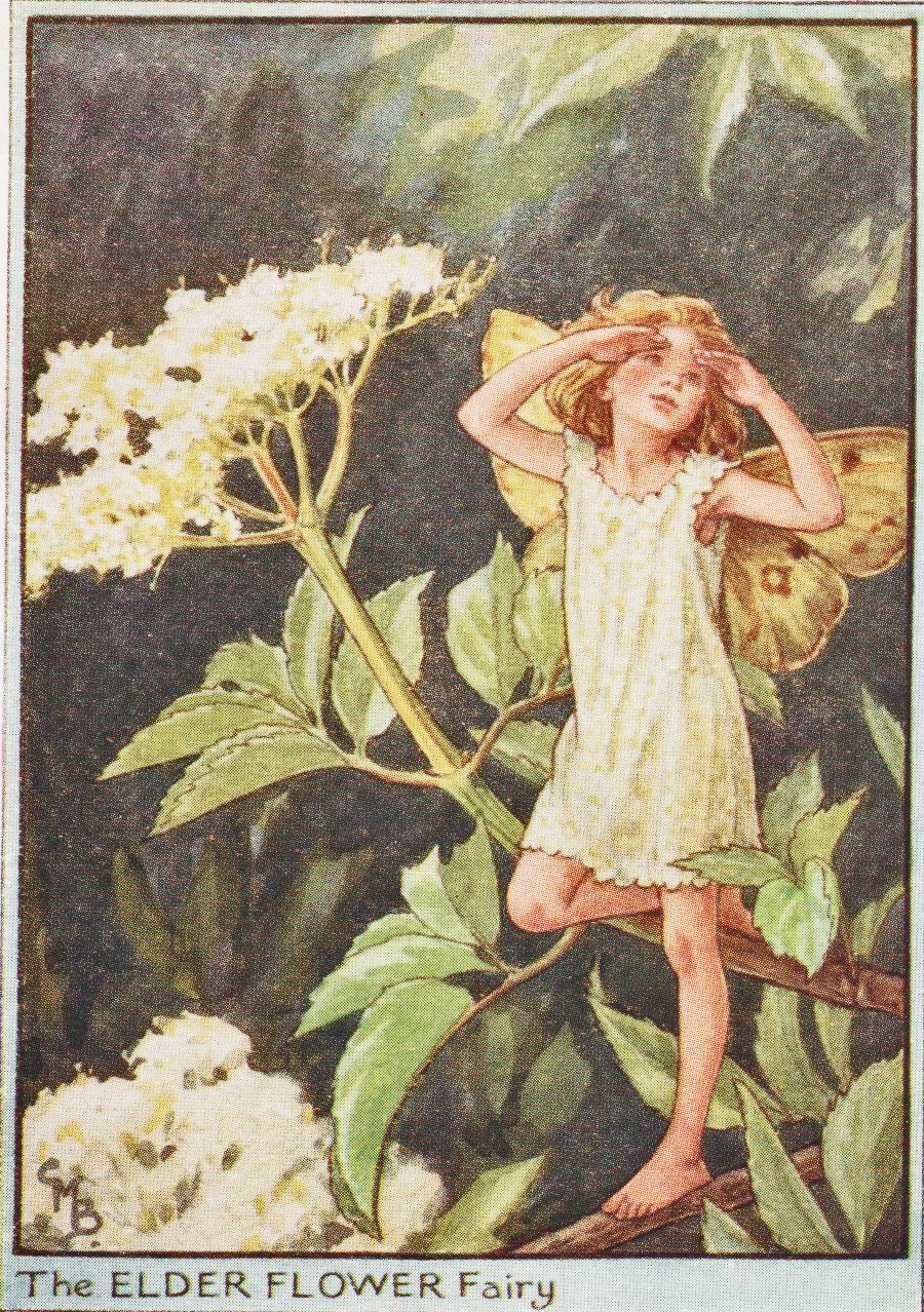 Flower Fairies: the ELDER FLOWER FAIRY Vintage Print C1930 by Cicely ...