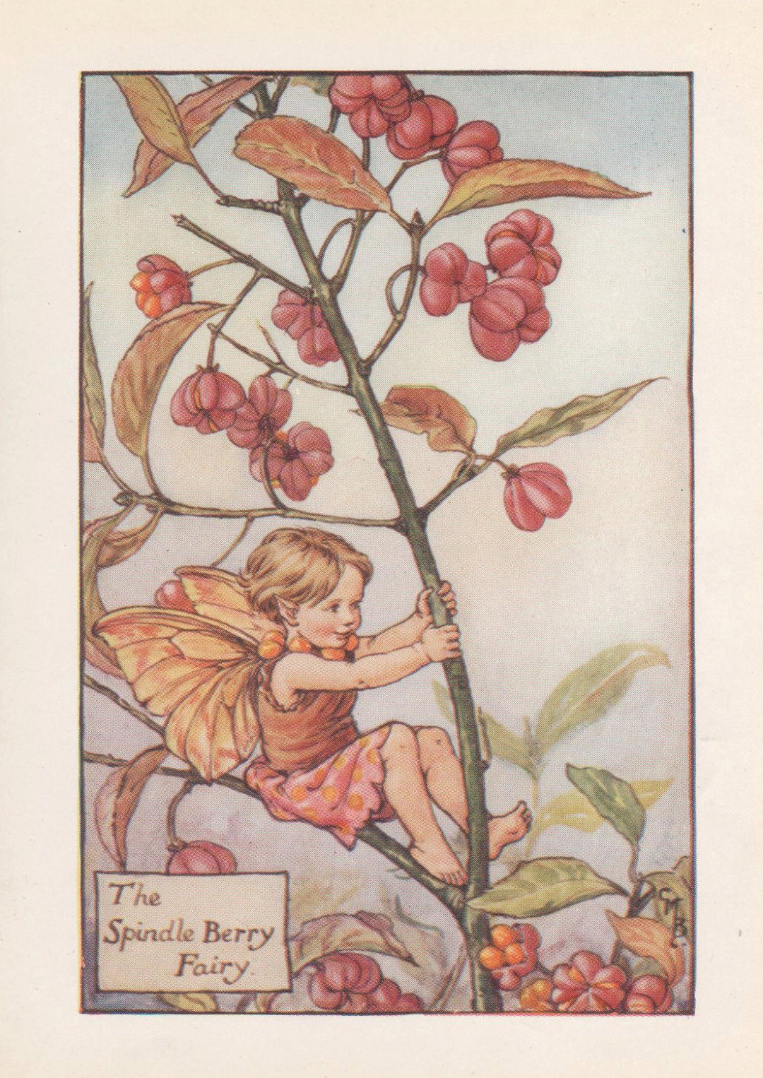 Flower Fairies: the SPINDLE BERRY FAIRY Vintage Print C1930 by Cicely ...