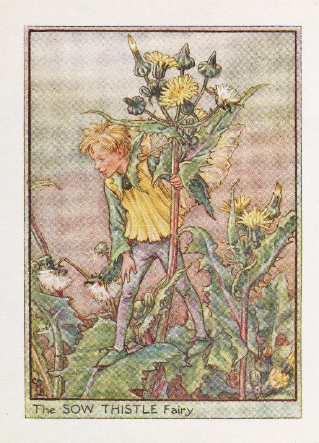 Flower Fairies: the SOW THISTLE FAIRY Vintage Print C1930 by Cicely ...