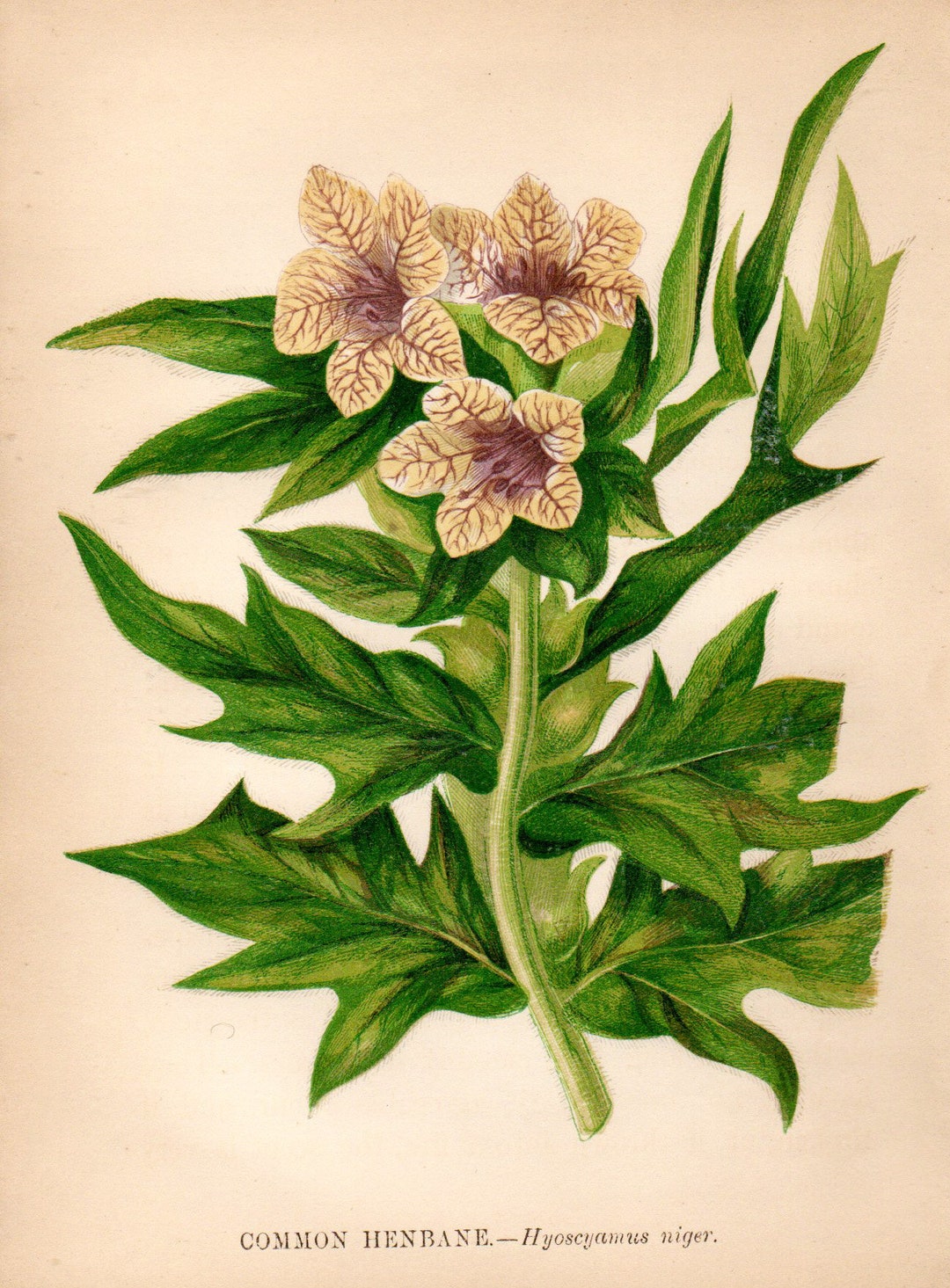 Original 1860 Victorian Flower Plant Print Botanical Chromolithograph ...