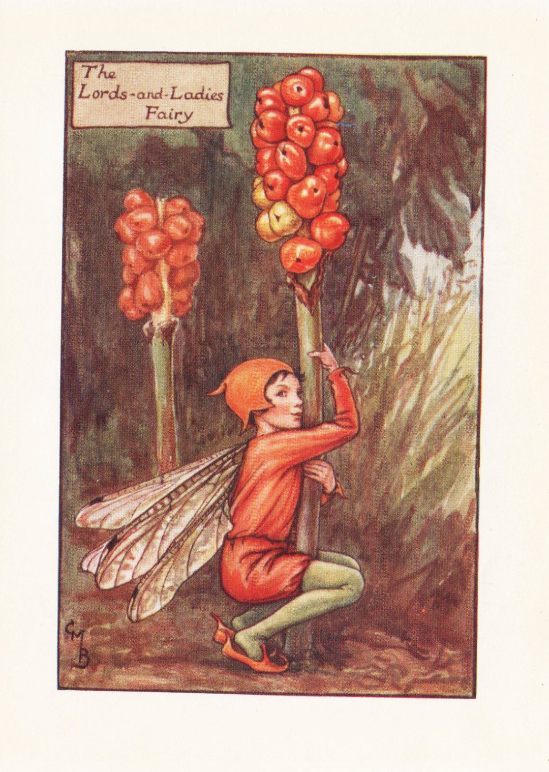 Flower Fairies: the Lords-and-ladies FAIRY Vintage Print C1930 by ...