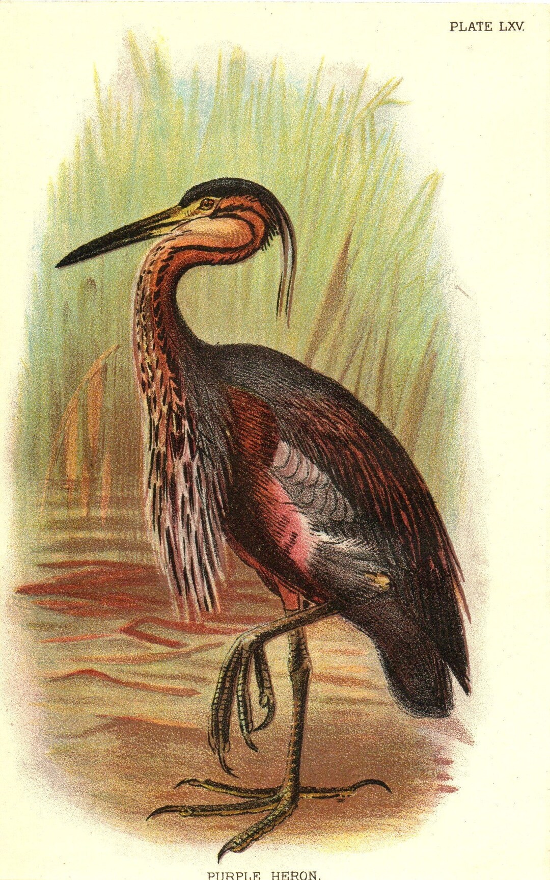 PURPLE HERON 1896 Rare Antique Bird Print Chromolithograph Ornithology ...
