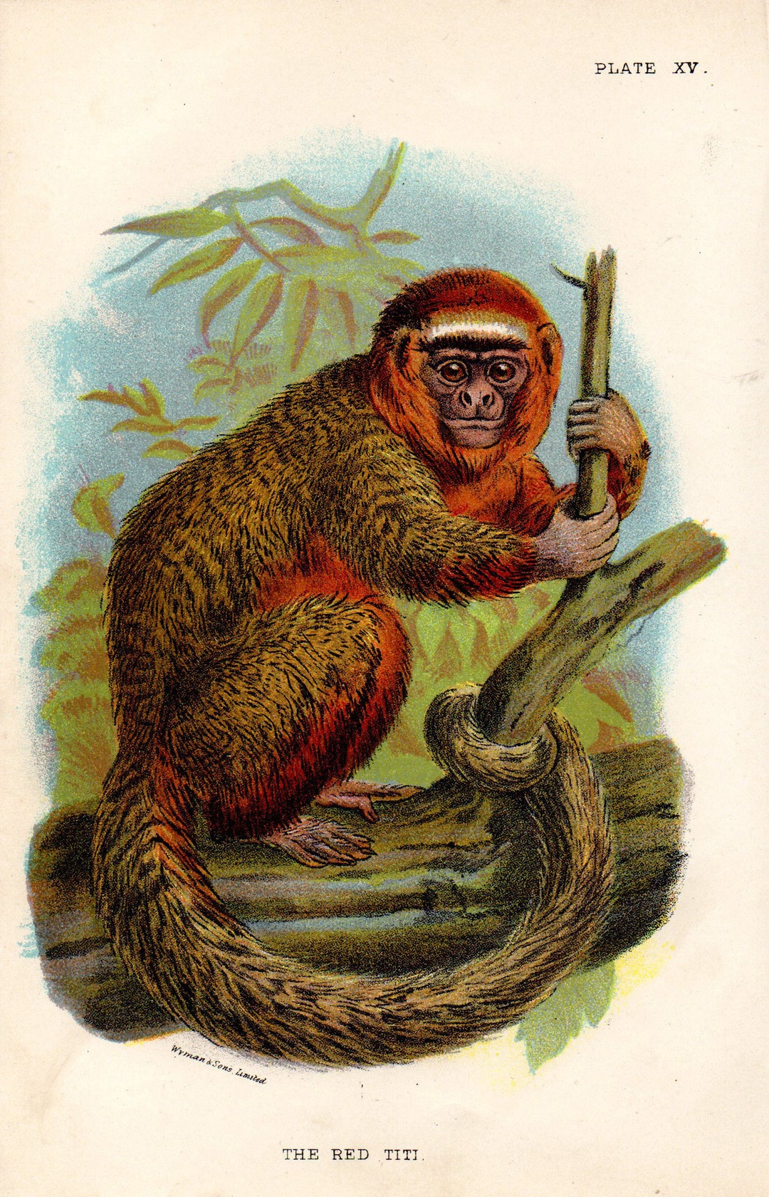 1897 Antique Monkey Print, the Red Titi Monkey, Victorian Primate ...