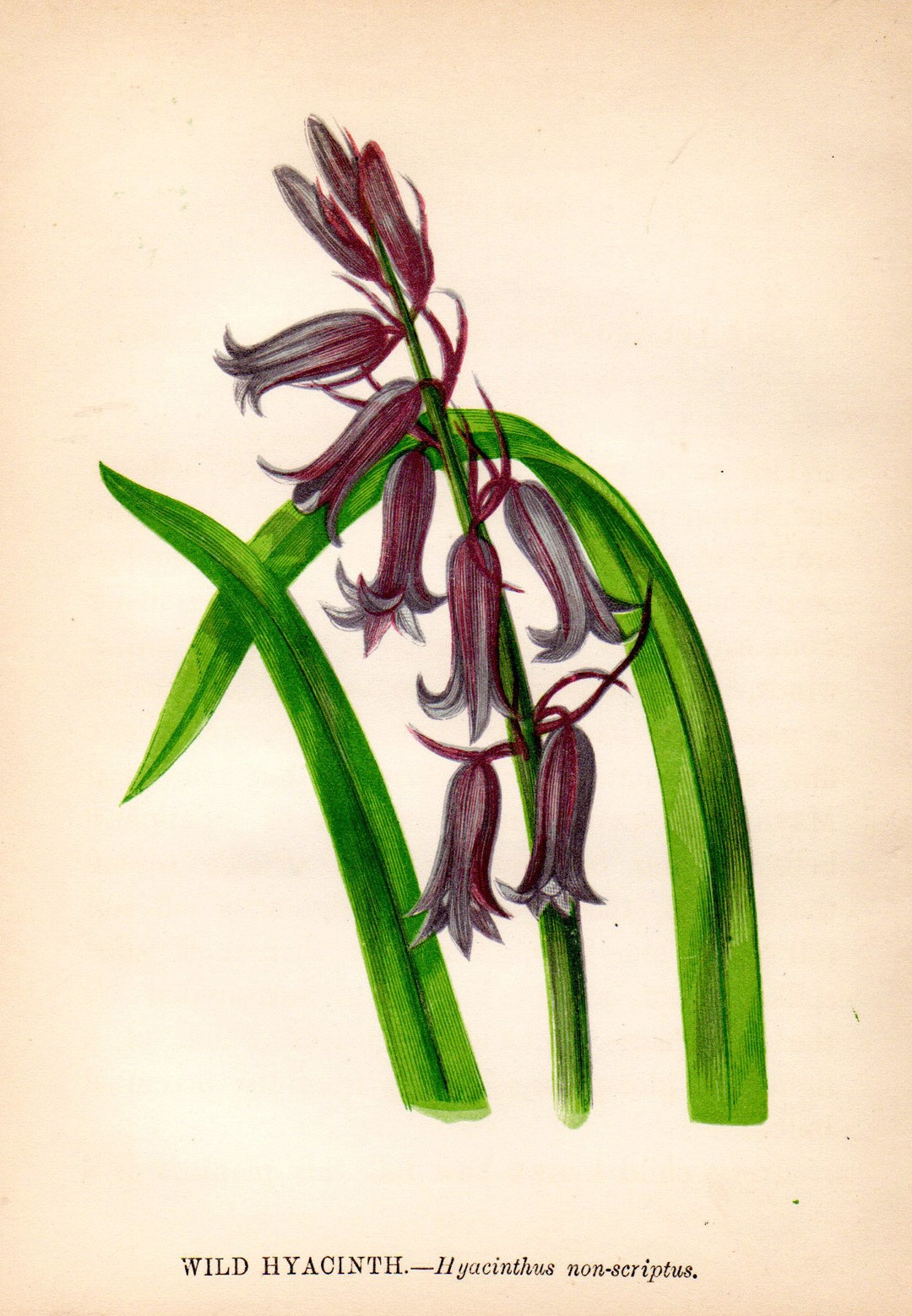 Original 1860 Victorian Flower Plant Print Botanical Chromolithograph ...