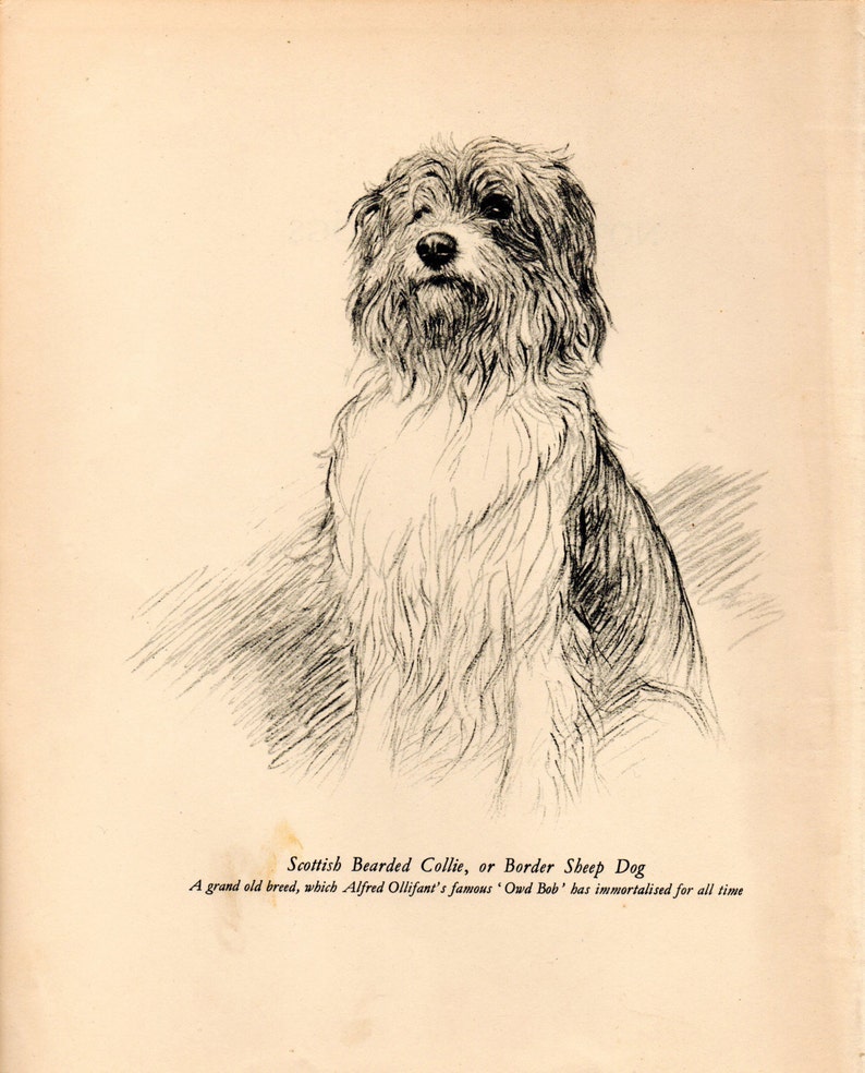 1938 Vintage Border Sheep Dog Print: Pen & Pencil Sketch - Etsy
