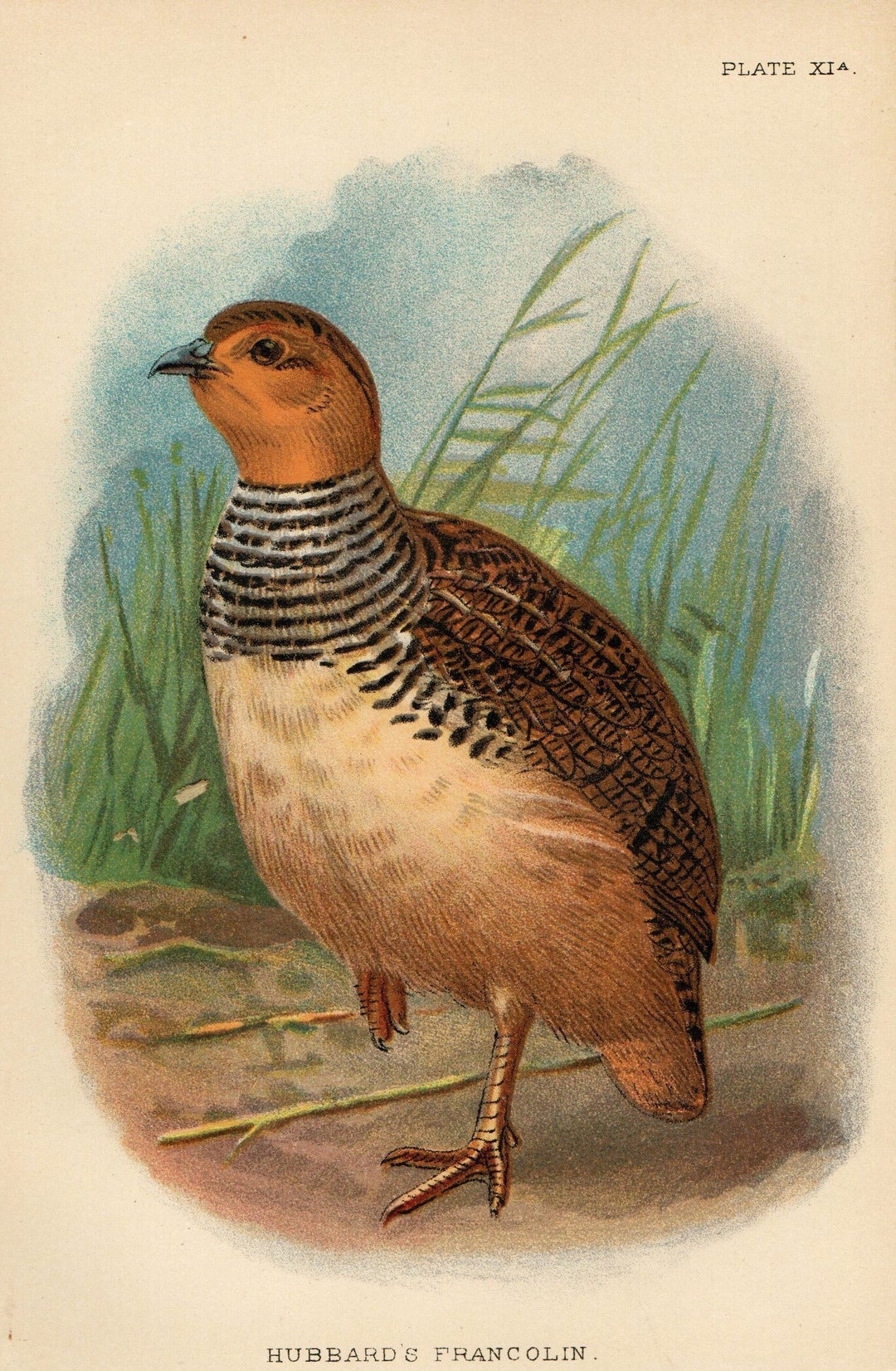 Game Bird 1896 Rare Antique Bird Print HUBBARD'S FRANCOLIN ...