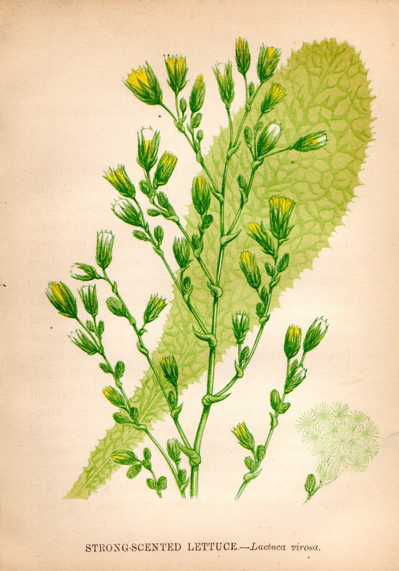 Original 1860 Victorian Flower Plant Print Botanical | Etsy