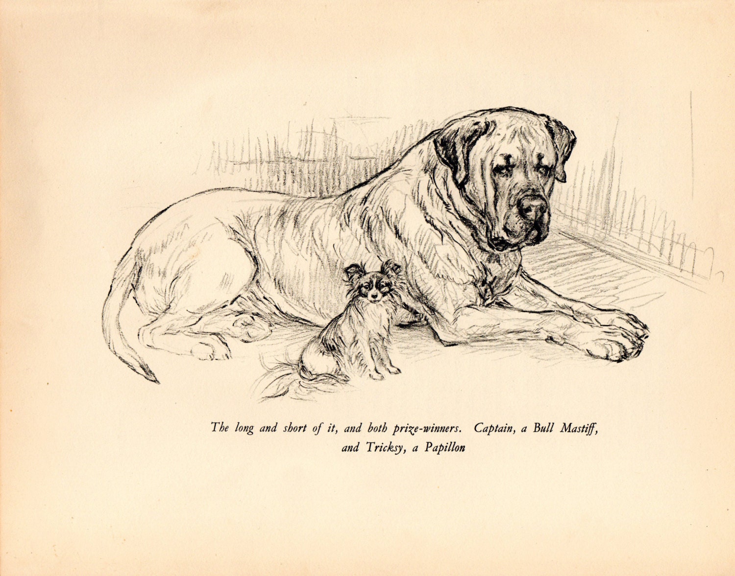Vintage 1938 Dog Print: Bull Mastiff and Papillon Sketch - Etsy
