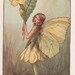 Flower Fairies: the PRIMROSE FAIRY Vintage Print C1930 by Cicely Mary ...