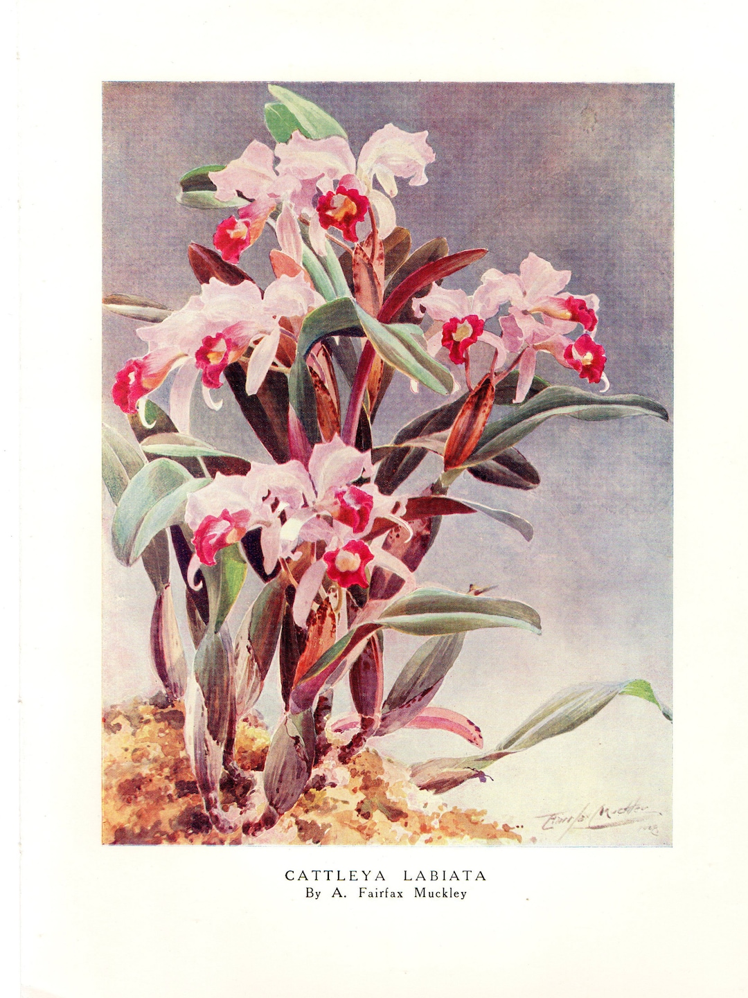 Cattleya Labiata Original 1909 Antique Flower Print by A Fairfax ...