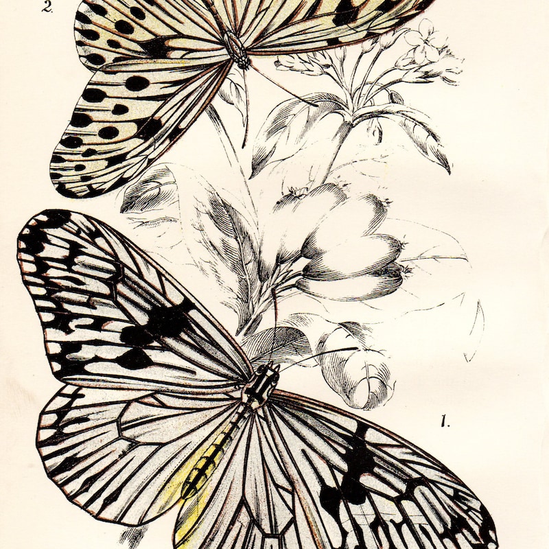 Butterfly Lithograph - Etsy