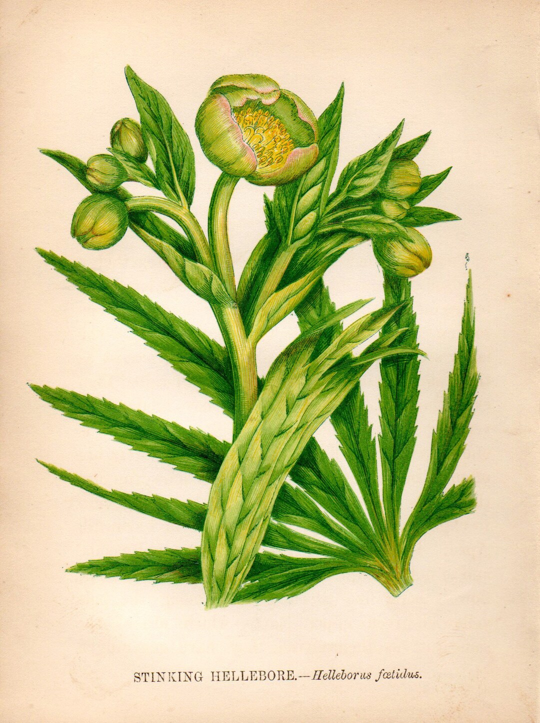 Original 1860 Victorian Flower Plant Print Botanical Chromolithograph ...