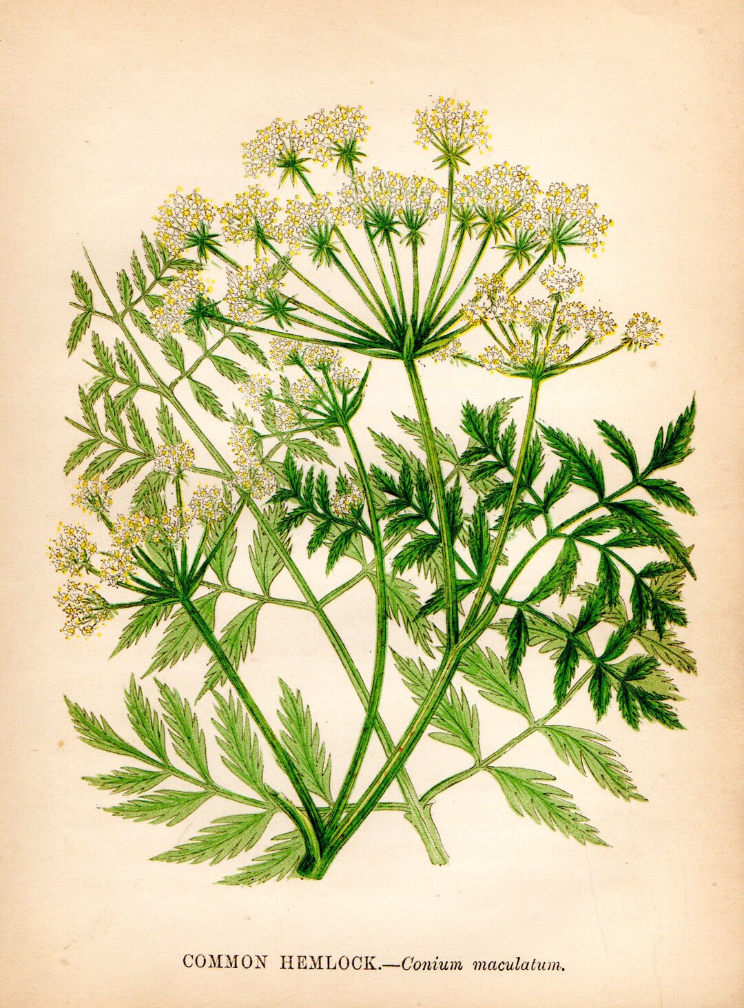 Original 1860 Victorian Flower Plant Print Botanical Chromolithograph ...
