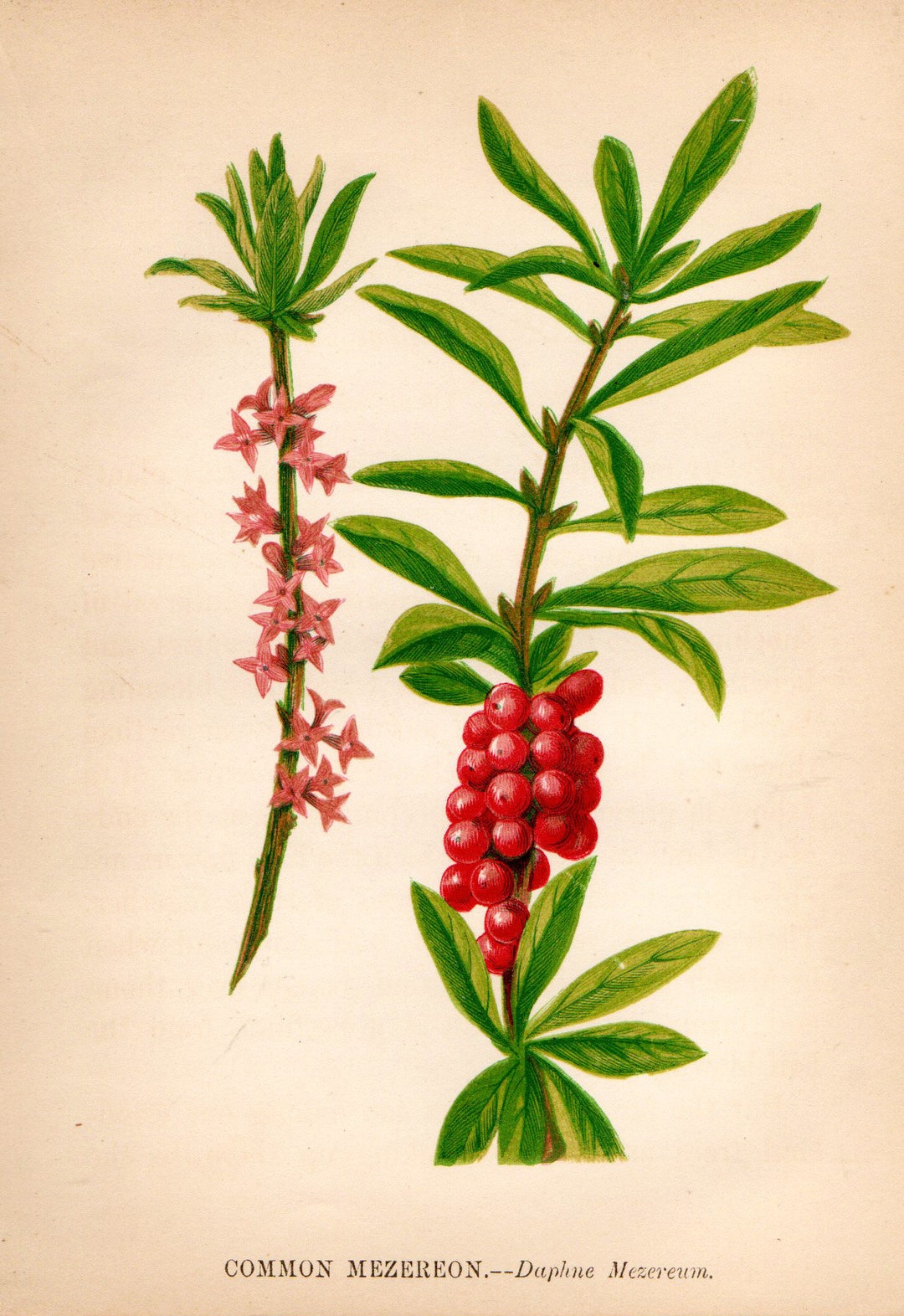 Original 1860 Victorian Flower Plant Print Botanical Chromolithograph ...