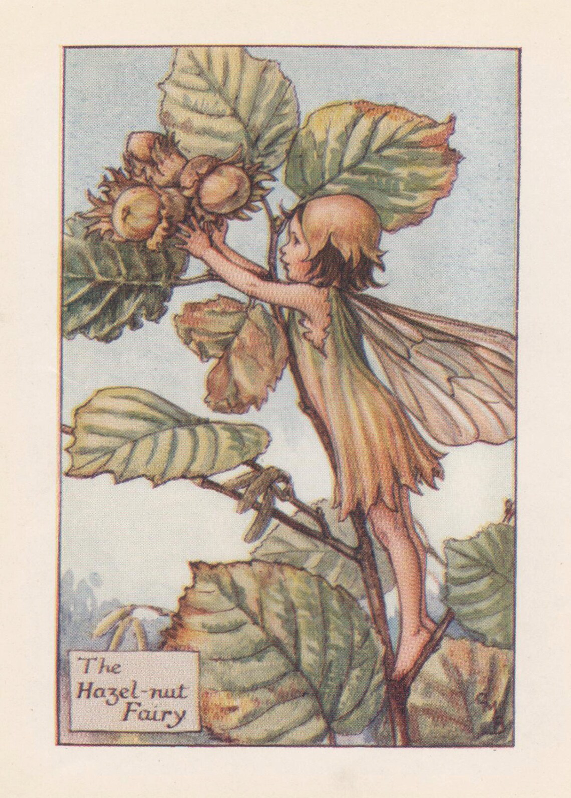 Flower Fairies: the HAZEL-NUT FAIRY Vintage Print C1930 by | Etsy