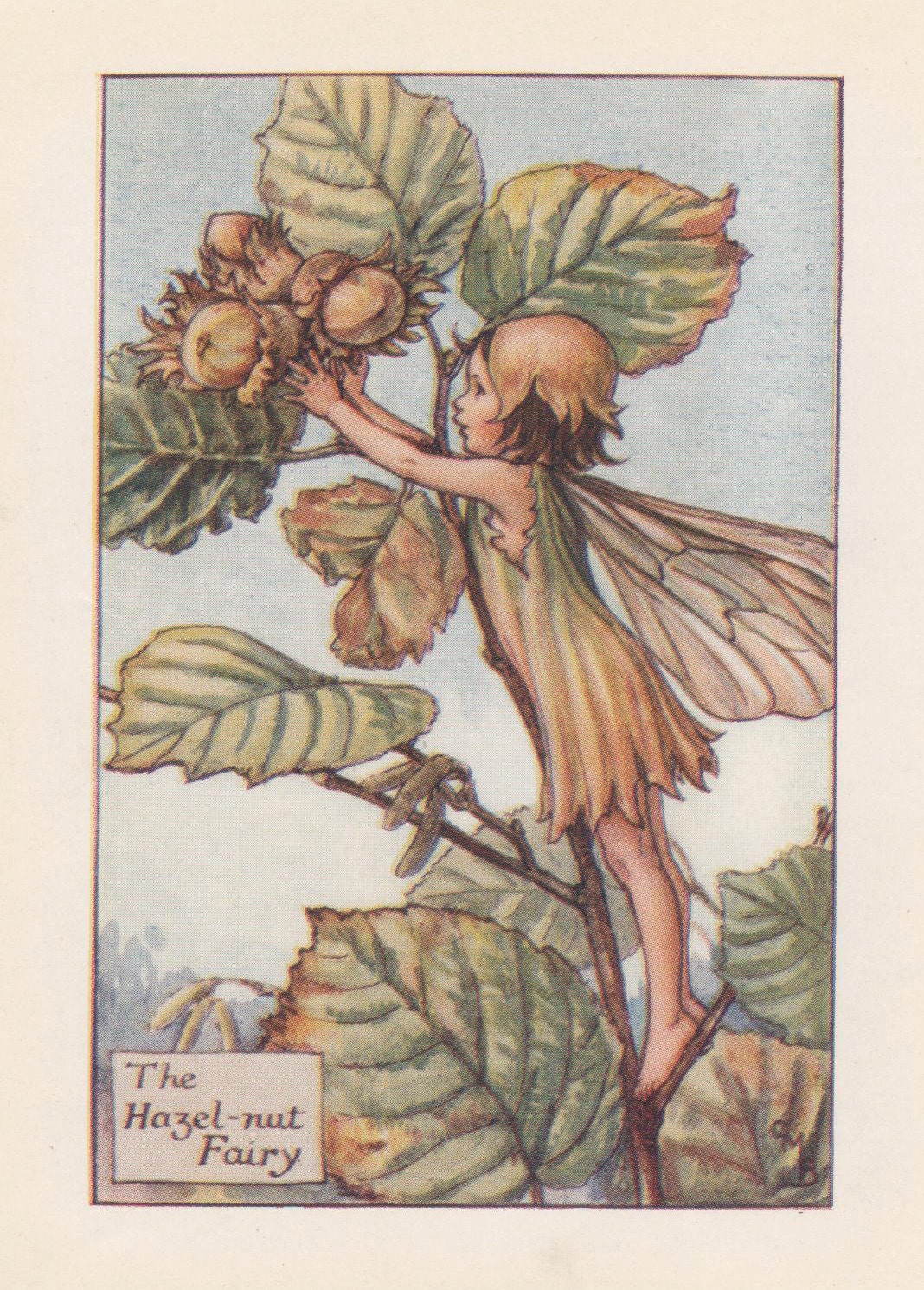 Flower Fairies: the HAZEL-NUT FAIRY Vintage Print C1930 by - Etsy UK