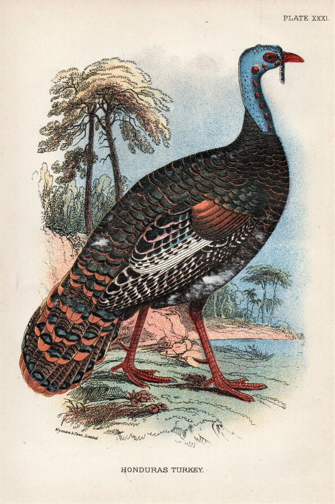 HONDURAS TURKEY Game Bird 1896 Rare Antique Bird Print Chromolithograph ...