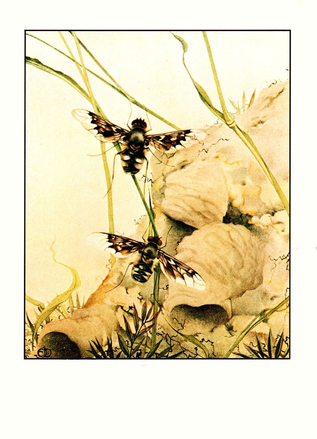 Edward Julius DETMOLD Authentic Vintage Art Print "anthrax FEVESTRATA ...