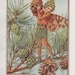 Flower Fairies: PINE TREE FAIRY Vintage Print C1930 by Cicely Mary ...