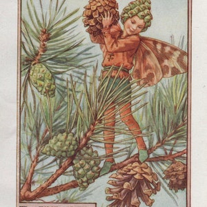 Flower Fairies: PINE TREE FAIRY Vintage Print C1930 by Cicely Mary ...