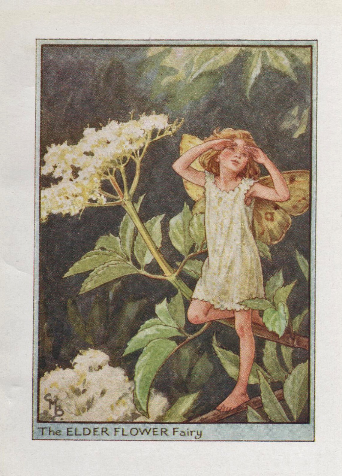 Flower Fairies: the ELDER FLOWER FAIRY Vintage Print C1930 by Cicely ...