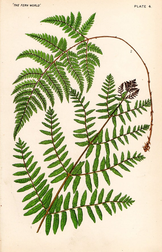 Fern Plant Labeled