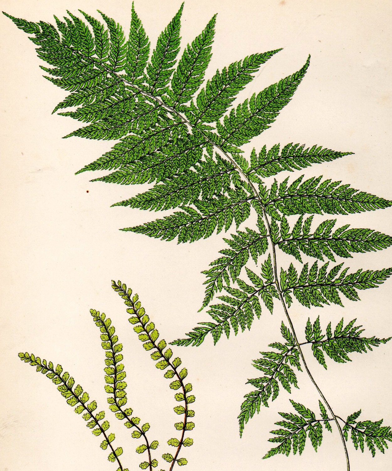 Lady Fern Drawing