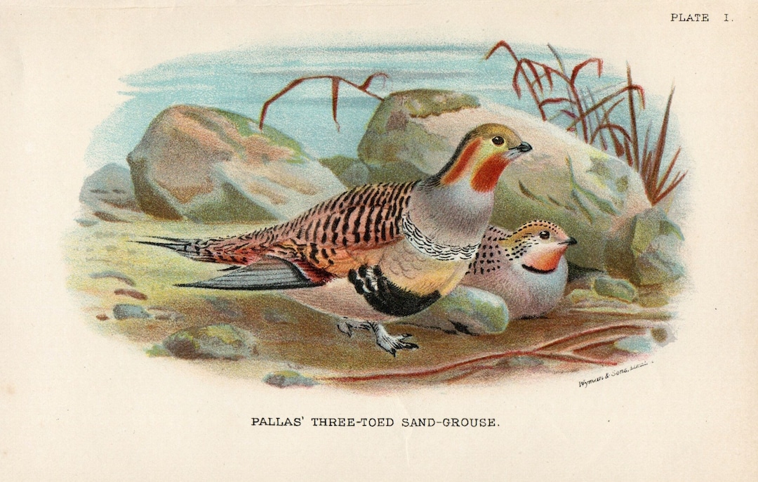 Game Bird 1896 Rare Antique Bird Print Chromolithograph Ornithology ...